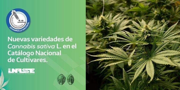 INASE: ¿Cuáles son las nuevas 4 variedades de cannabis registradas?